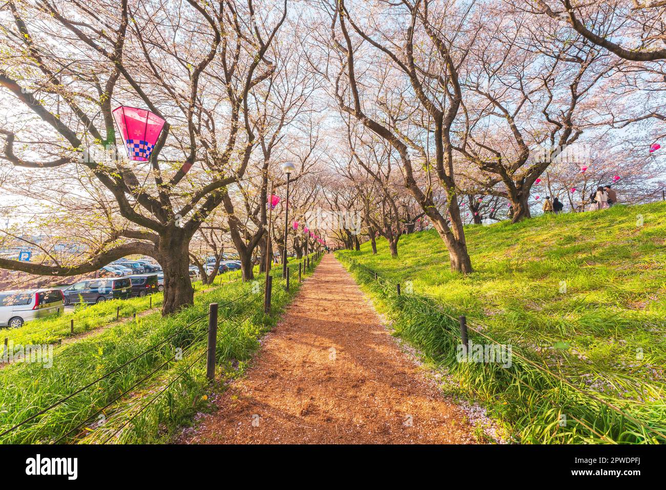 Satte Gongendo Sakura Tsutsumi, Saitama, Japan Stock Photo - Alamy