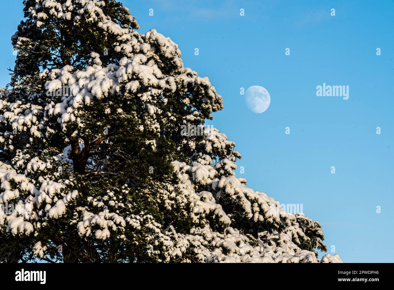 The moon behind a snow clad tree in winter Stock Photo - Alamy