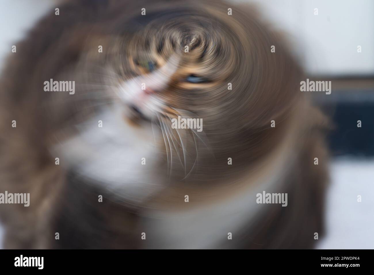Long exposure photo of a norwegian forest cat shaking its head Stock ...