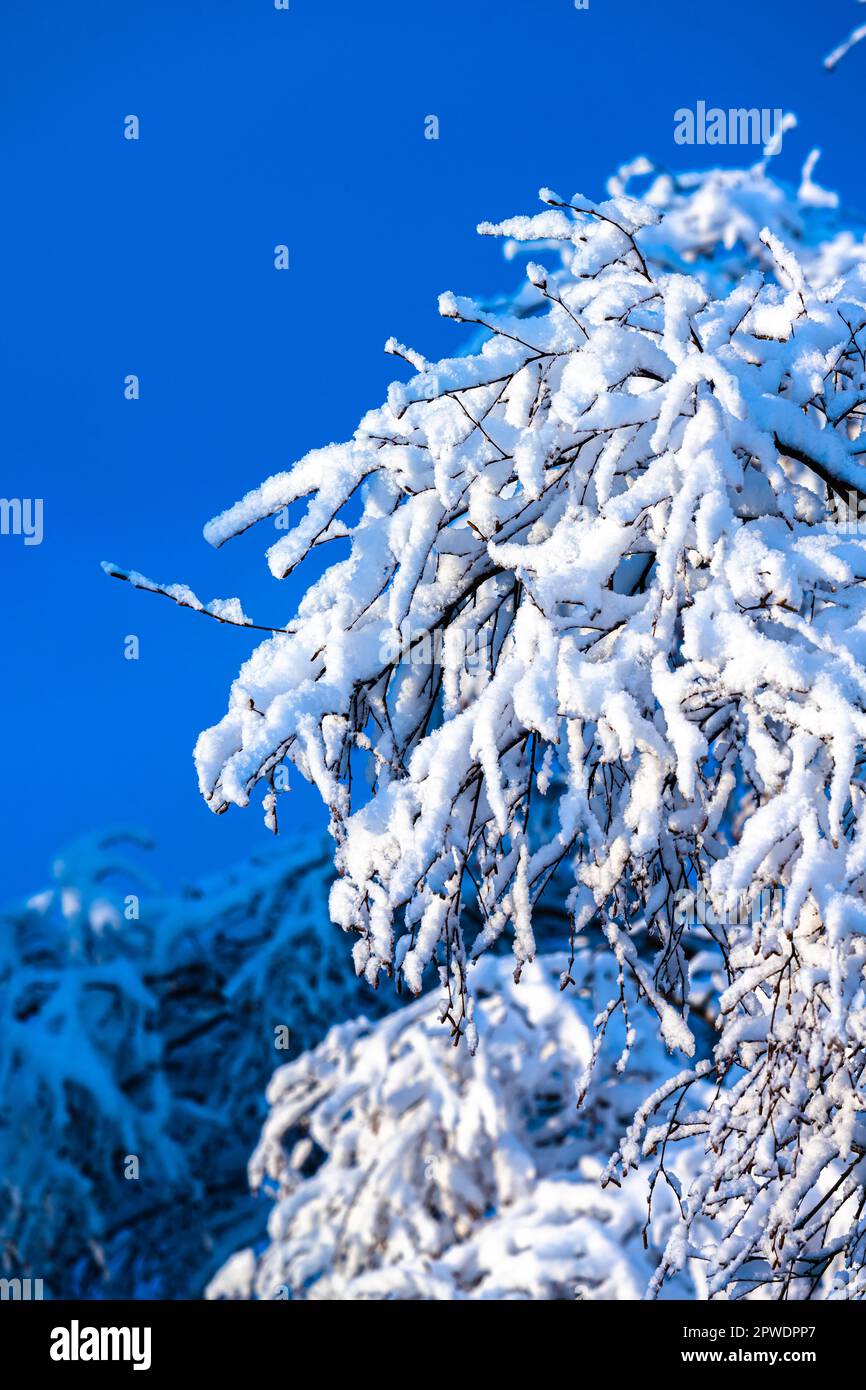 Heavy snow on a tree in bright sunlight Stock Photo - Alamy
