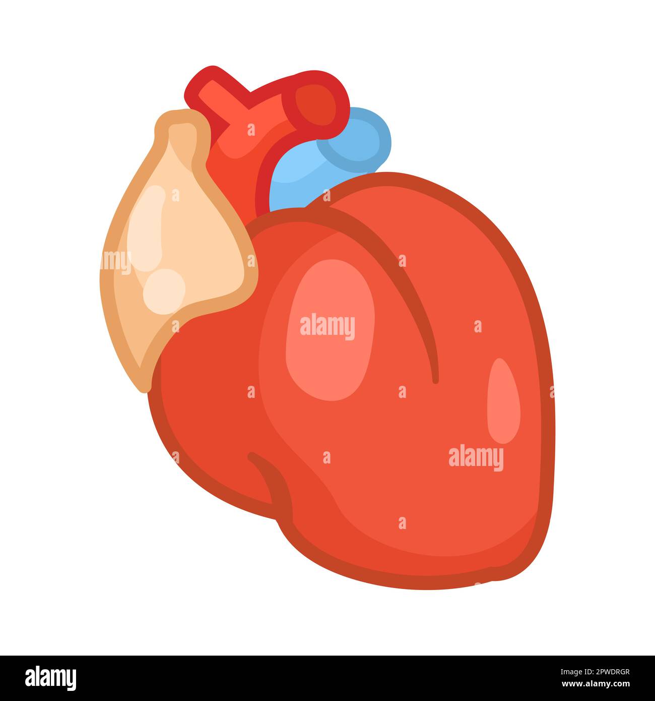 Heart of female body vector illustration Stock Vector Image & Art - Alamy