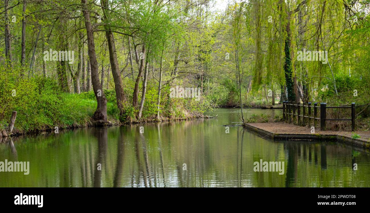 Nature water landscape in the Spree forest in germany Stock Photo - Alamy