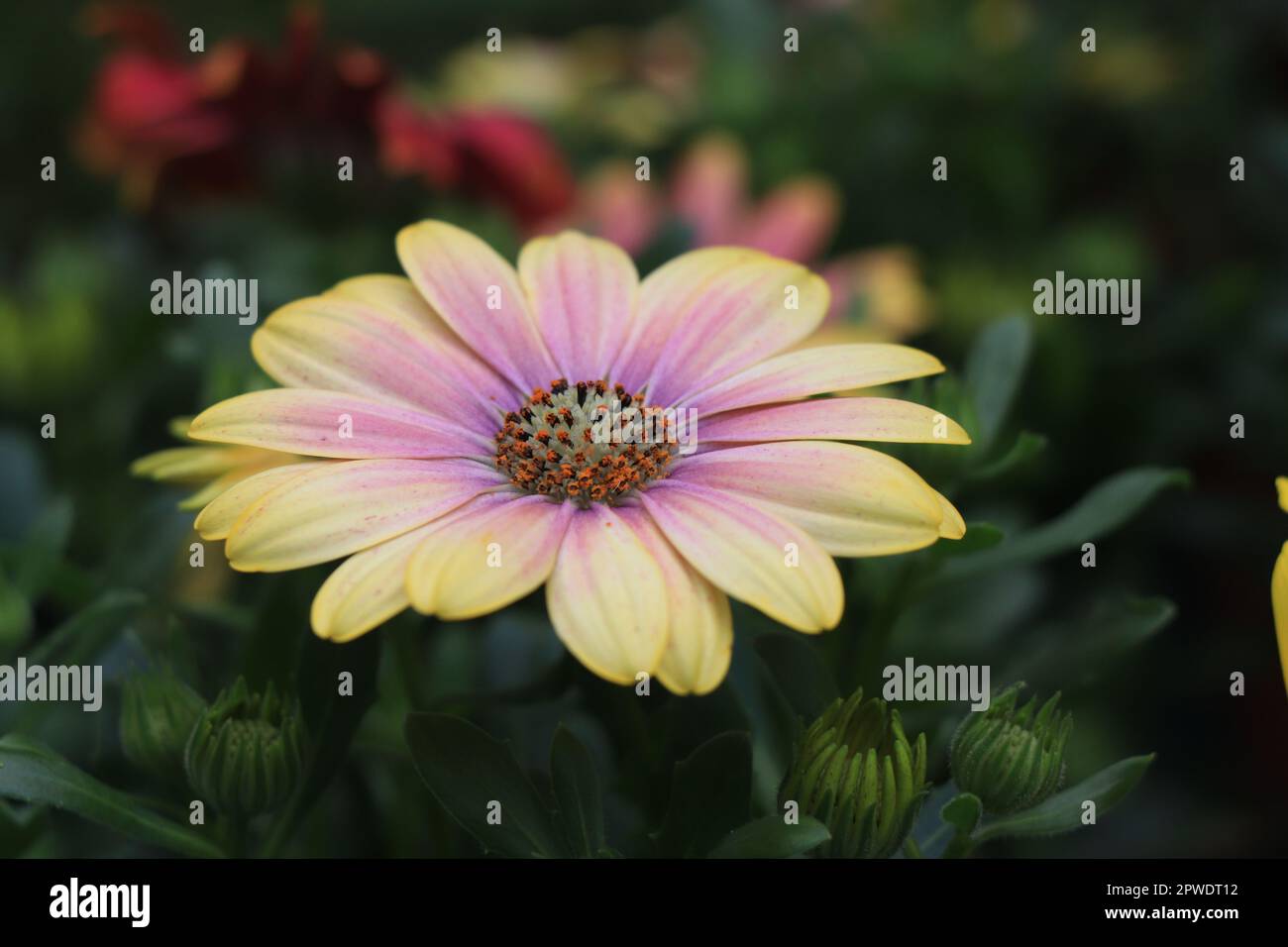 Dimorphotheca hi-res stock photography and images - Alamy