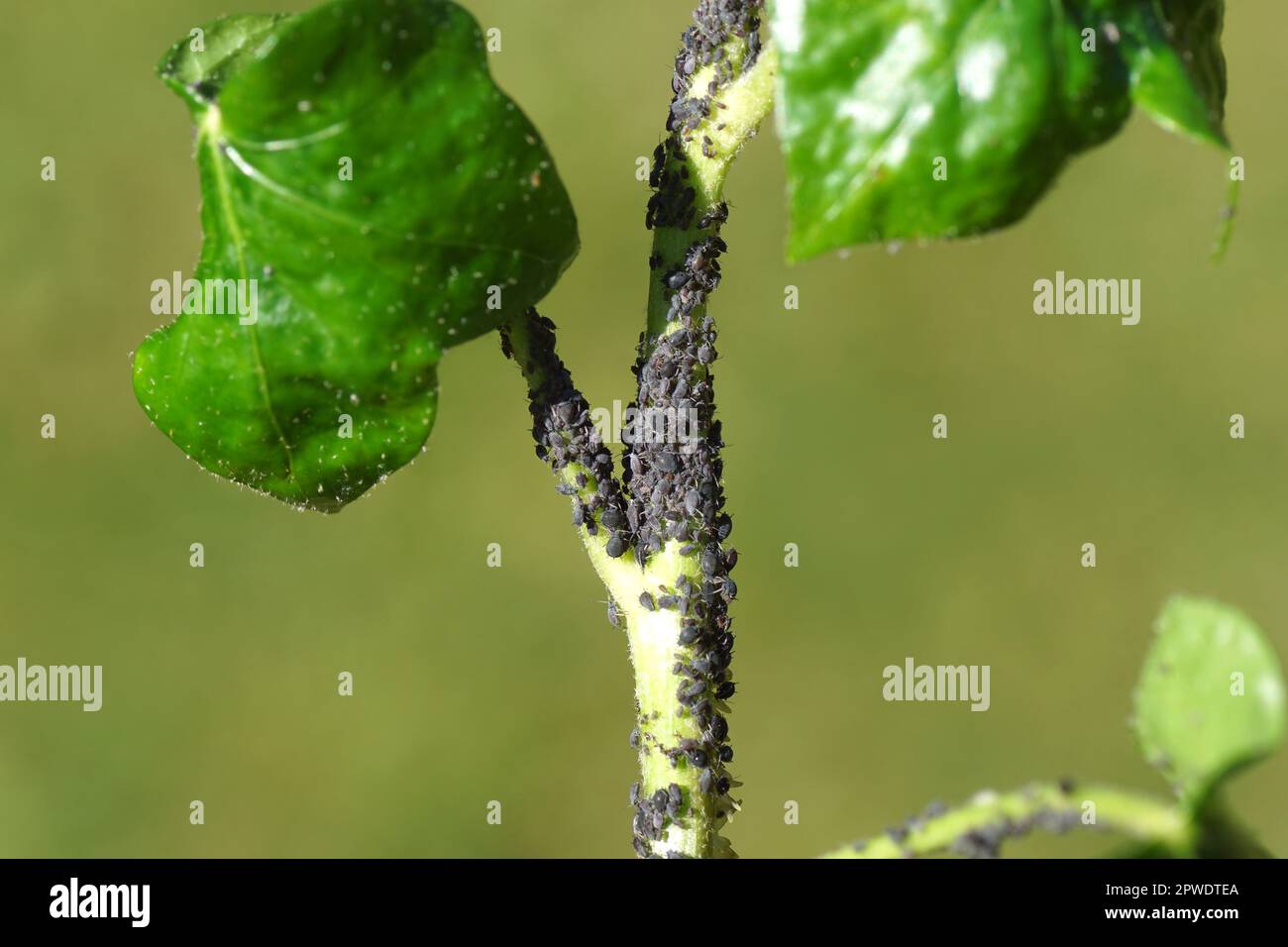 Many Ivy aphids (Aphis hederae). Tribe Aphidini. Subfamily Aphidinae ...