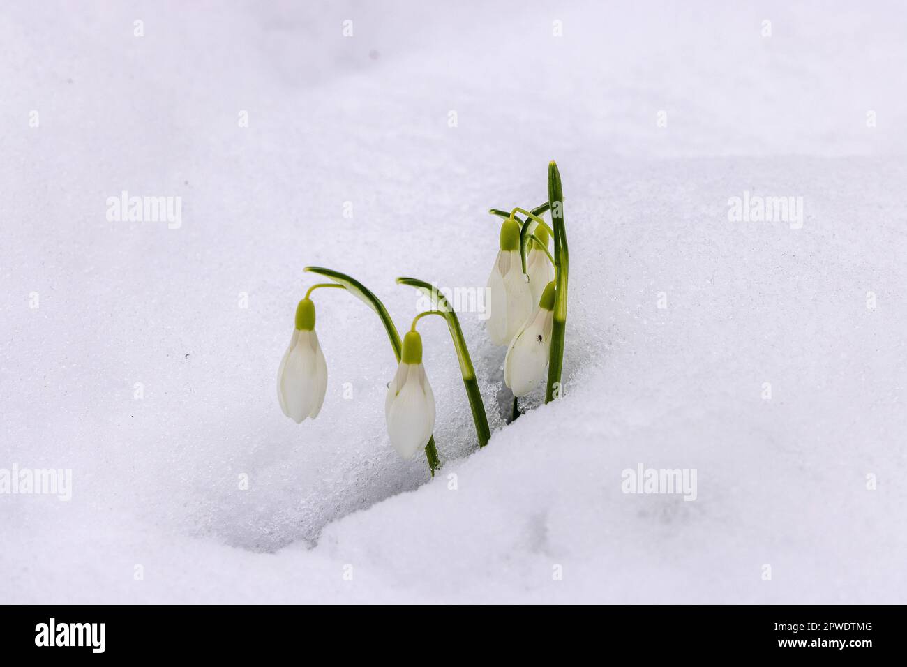 March birth flower hi-res stock photography and images - Alamy