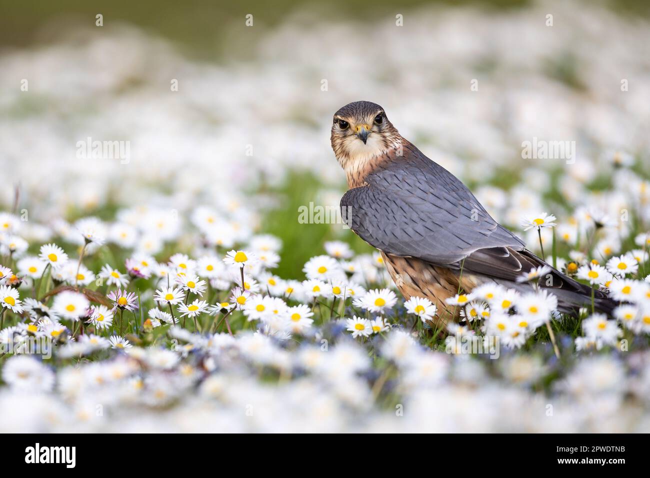 Merlin falcon hi-res stock photography and images - Alamy