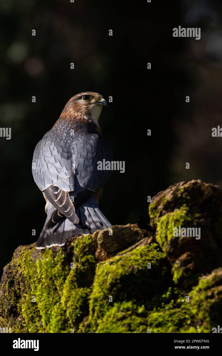 Merlin falcon hi-res stock photography and images - Alamy
