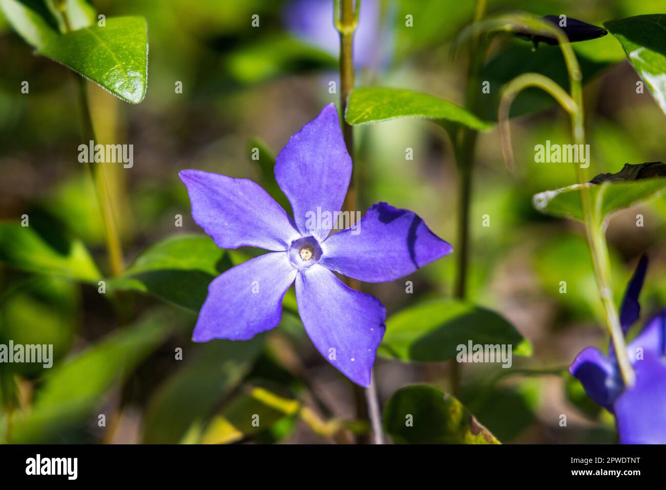 Vinca major bigleaf periwinkle hi-res stock photography and images - Alamy