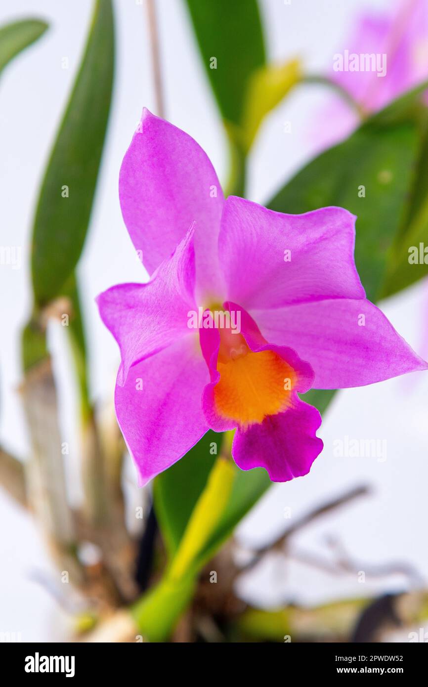 Orchid Cattleya home flower. Large pink purple buds. Flowering of a ...