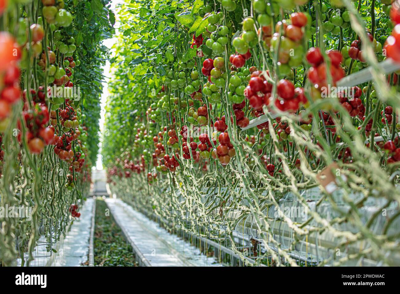 The Netherlands, Pijnacker, Westland region. Horticulture in ...