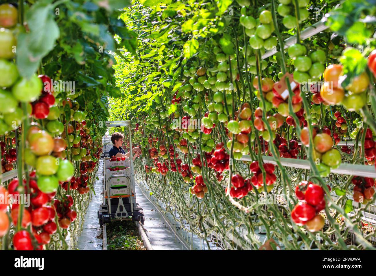 The Netherlands, Pijnacker, Westland region. Horticulture in greenhouses. Duijvestijn Tomaten ...