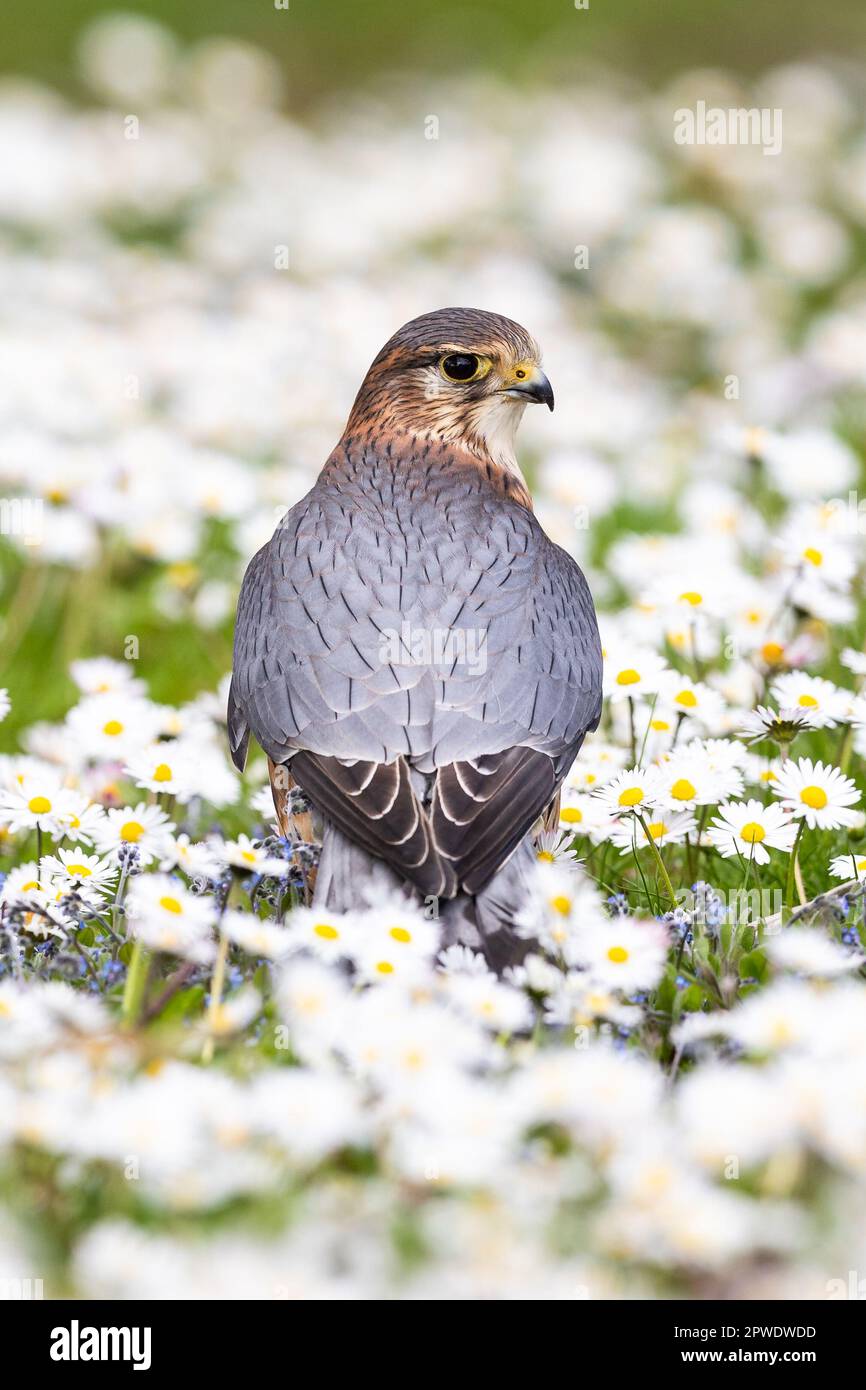 Merlin falcon hi-res stock photography and images - Alamy