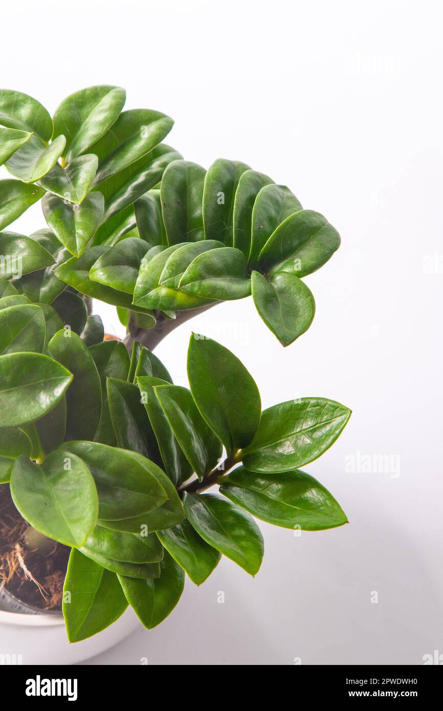 Mini Zamioculcas. Green home zamiifolia flower in a white pot. Grow ...