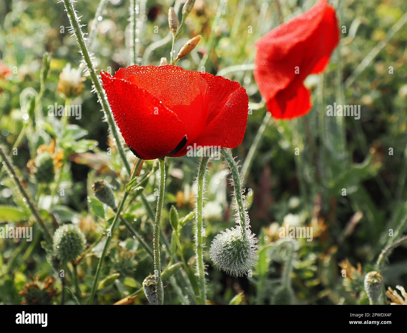 Beautiful wild poppy covered with morning dew on a blurred background ...