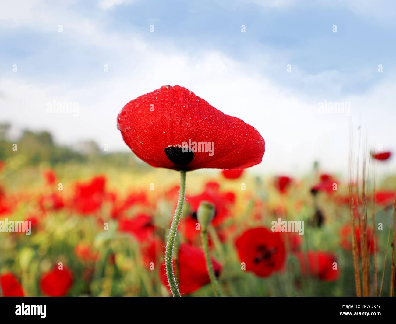 Poppies israel hi-res stock photography and images - Alamy