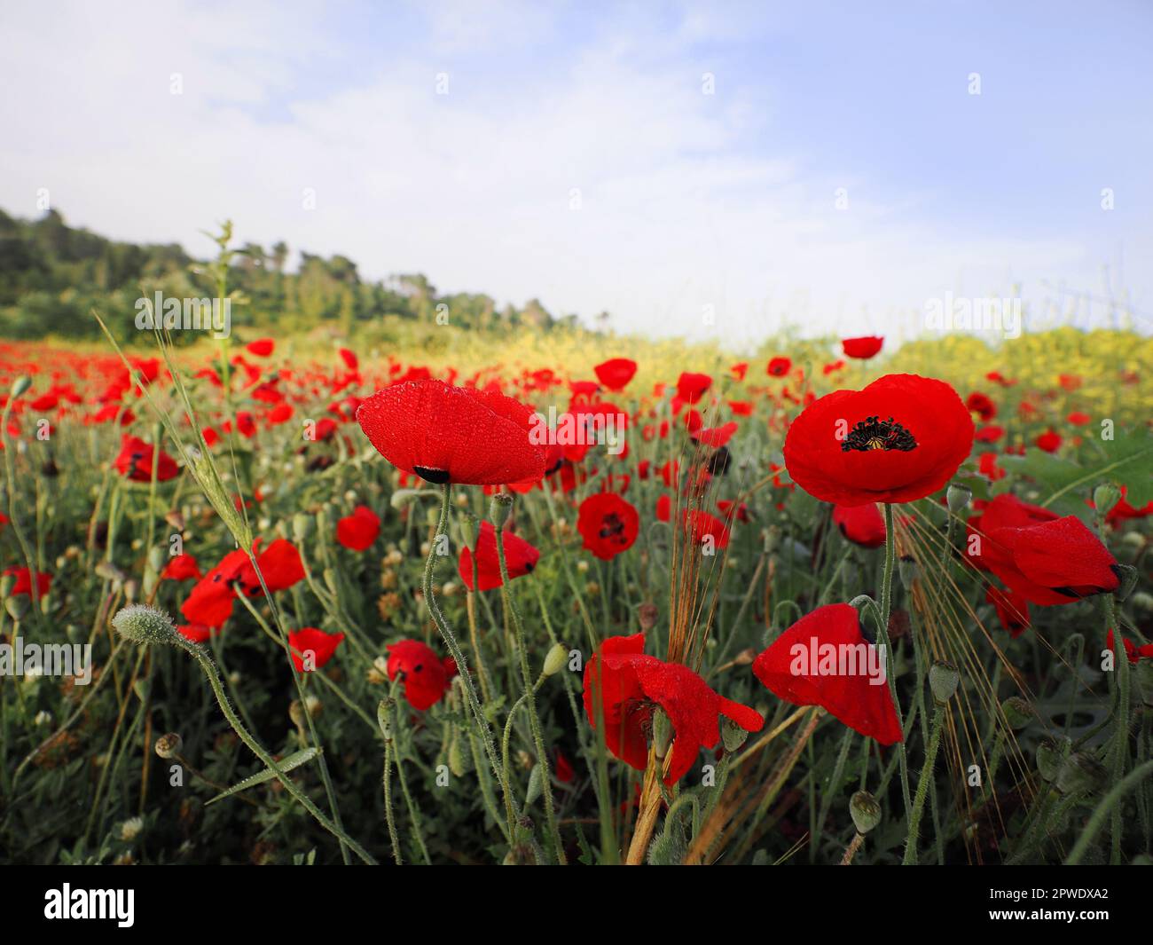 Poppies israel hi-res stock photography and images - Alamy