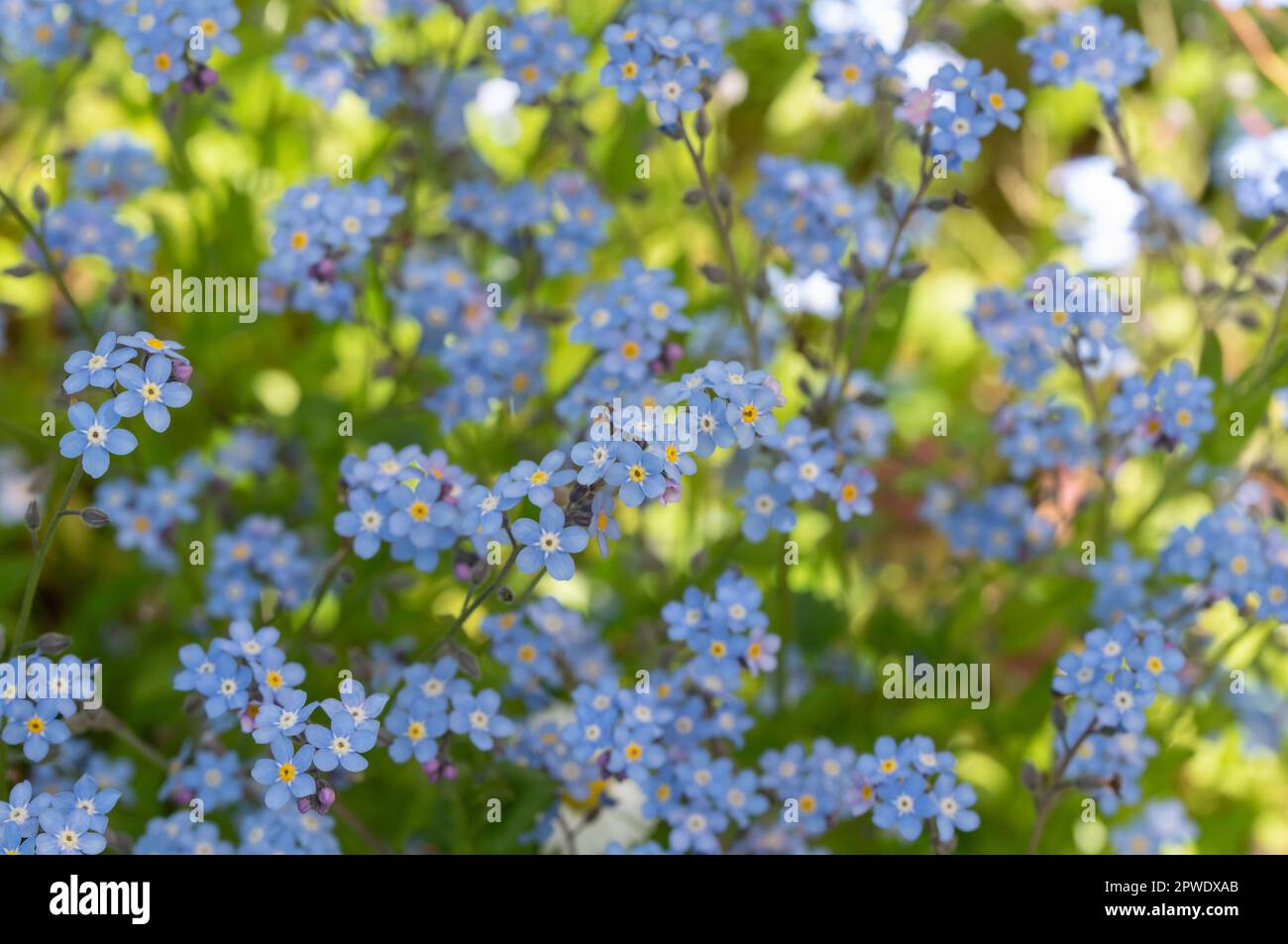 The beauty of blue forget-me-not flowers in full bloom during ...