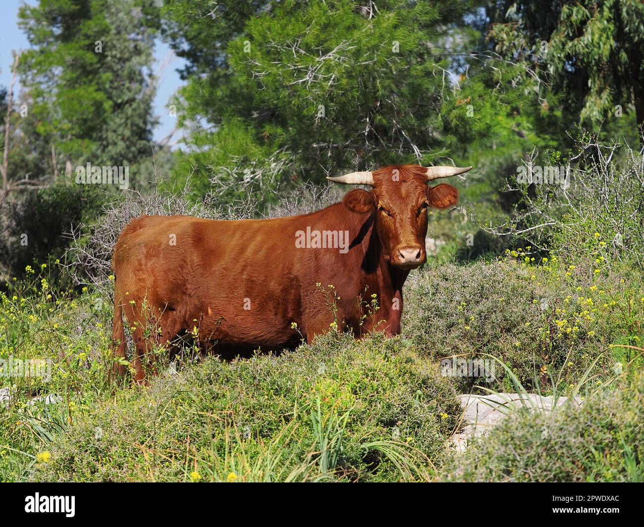 Fat red cow in a pasture near the forest. Blurred background Stock ...
