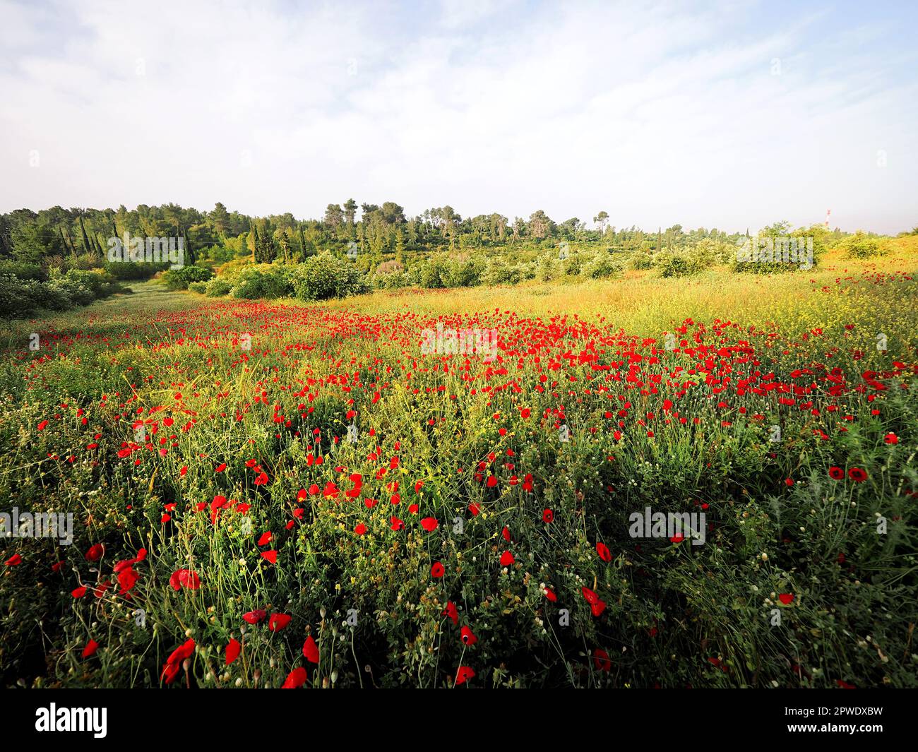 Poppies israel hi-res stock photography and images - Alamy