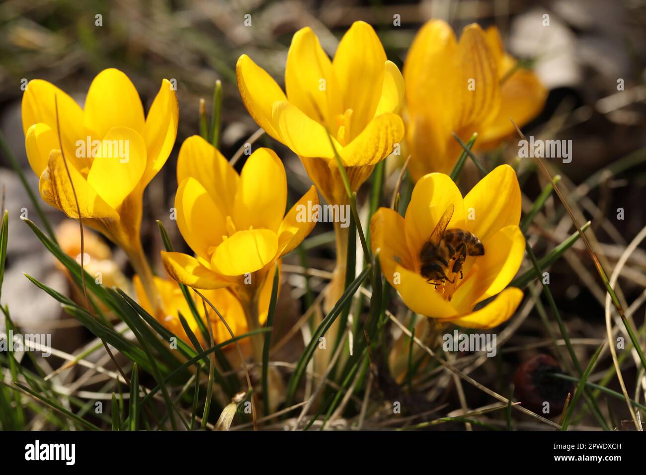 A bunch of yellow crocus flowers in the grass Stock Photo - Alamy