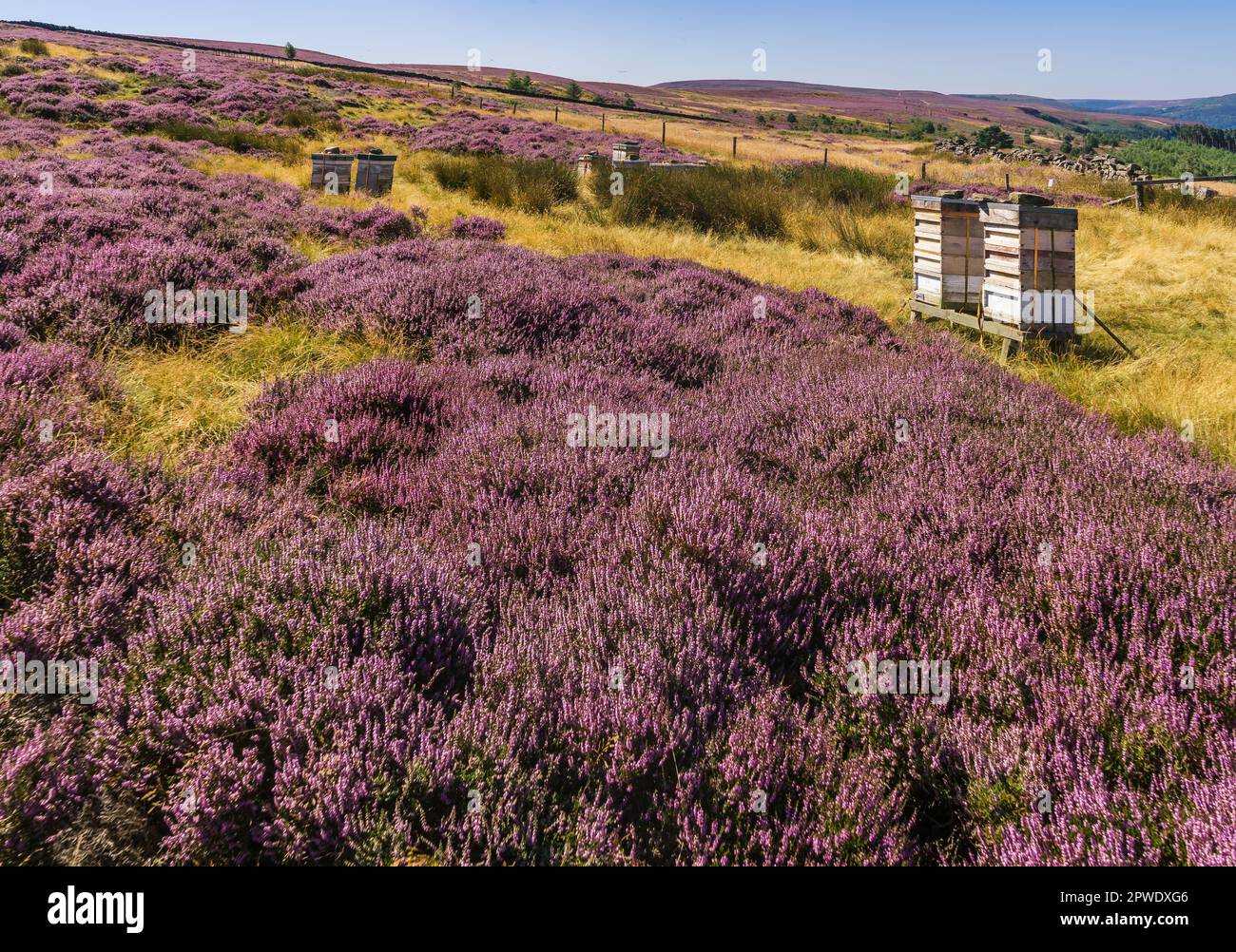 Bee hives amonst the flowering heather plants on the North Yorkshire ...
