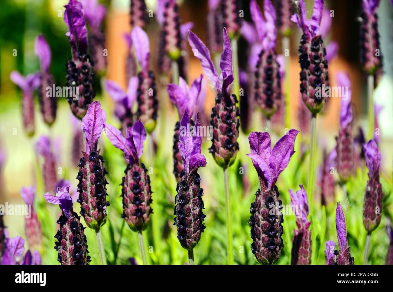 budding fresh purple English Lavender. pointy green leaves. flowers, plants, gardening concept ...