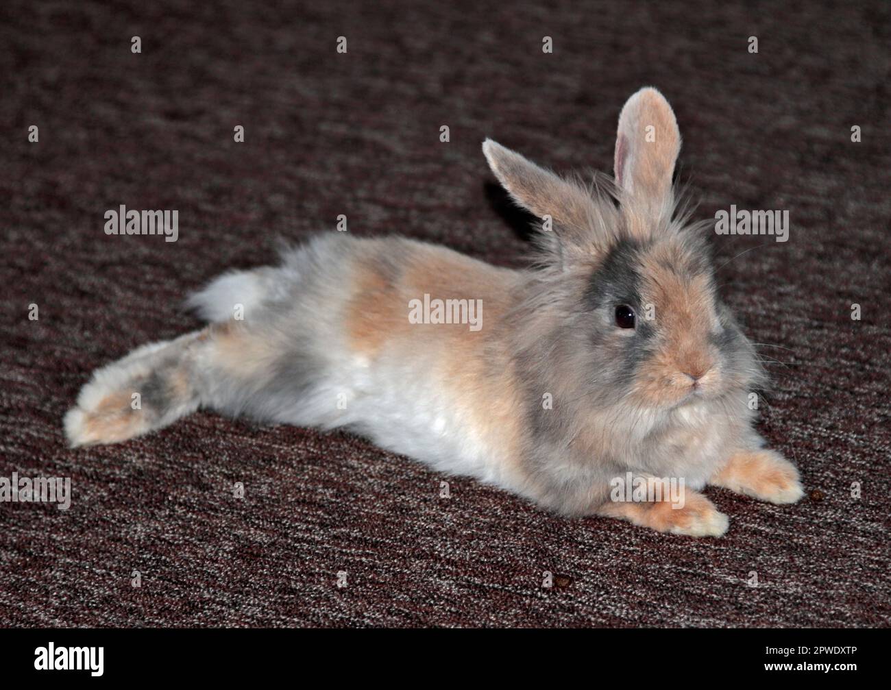 Mini Lion Lop Rabbit Buck juvenile Stock Photo - Alamy