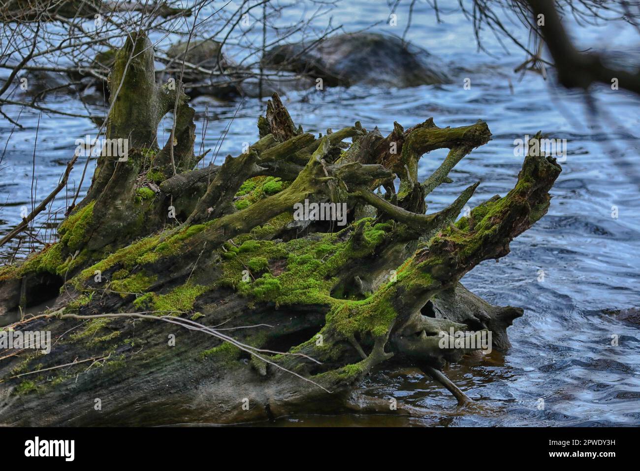 Old broken tree hi-res stock photography and images - Alamy