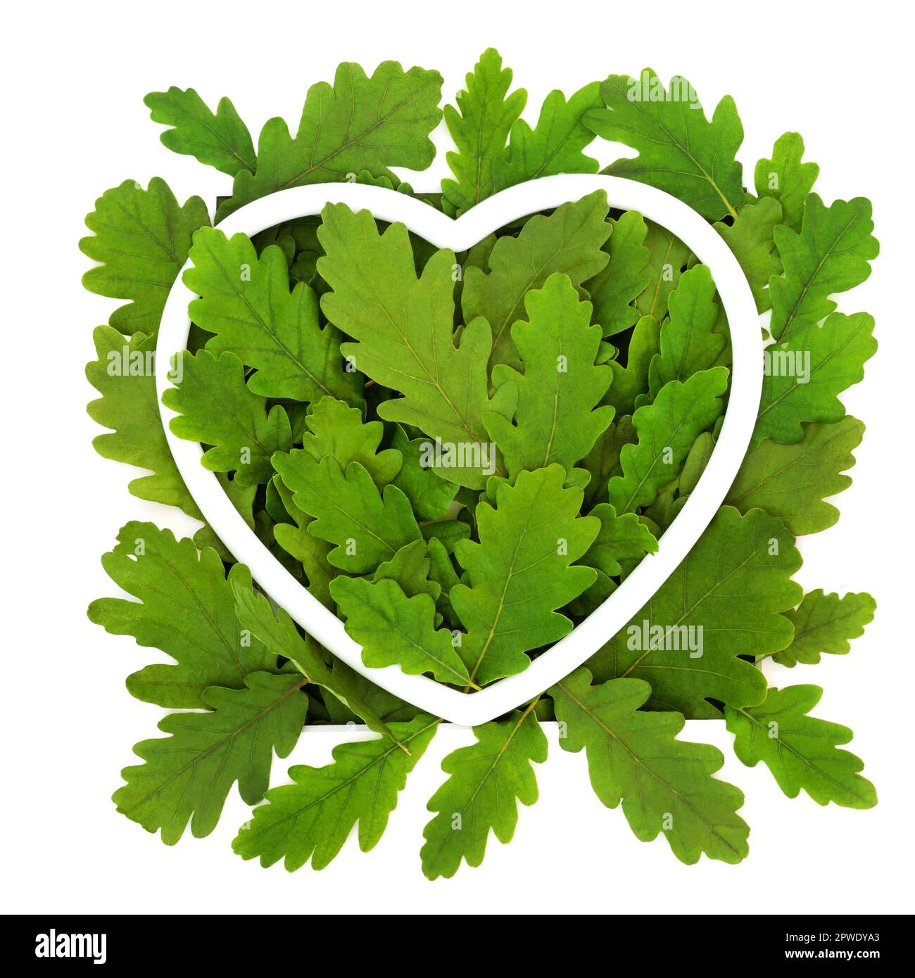 Eco friendly oak tree leaf symbol with heart shape frame. Go green love ...