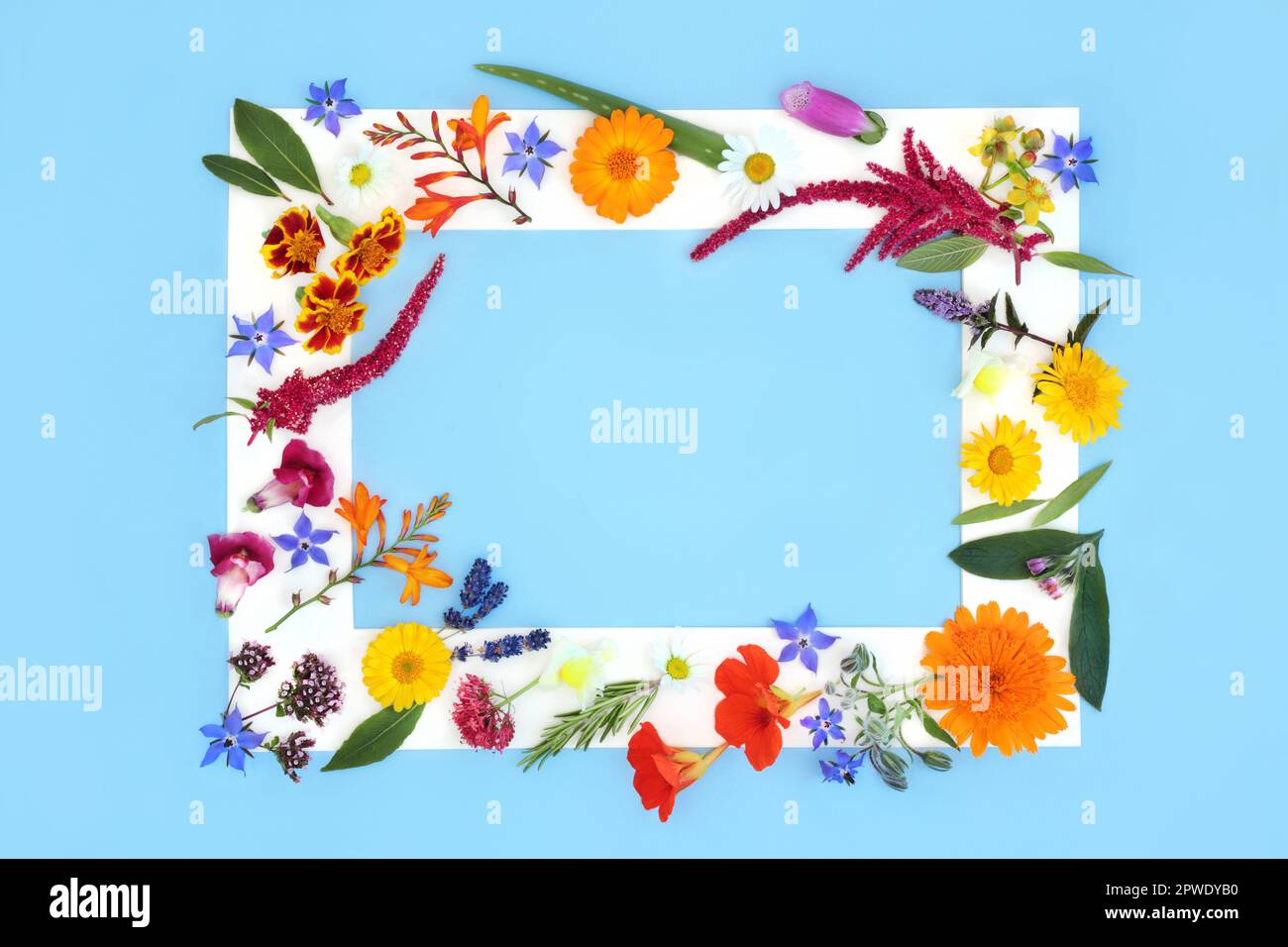 Medicinal summer flower and herb abstract background frame. Natural ...