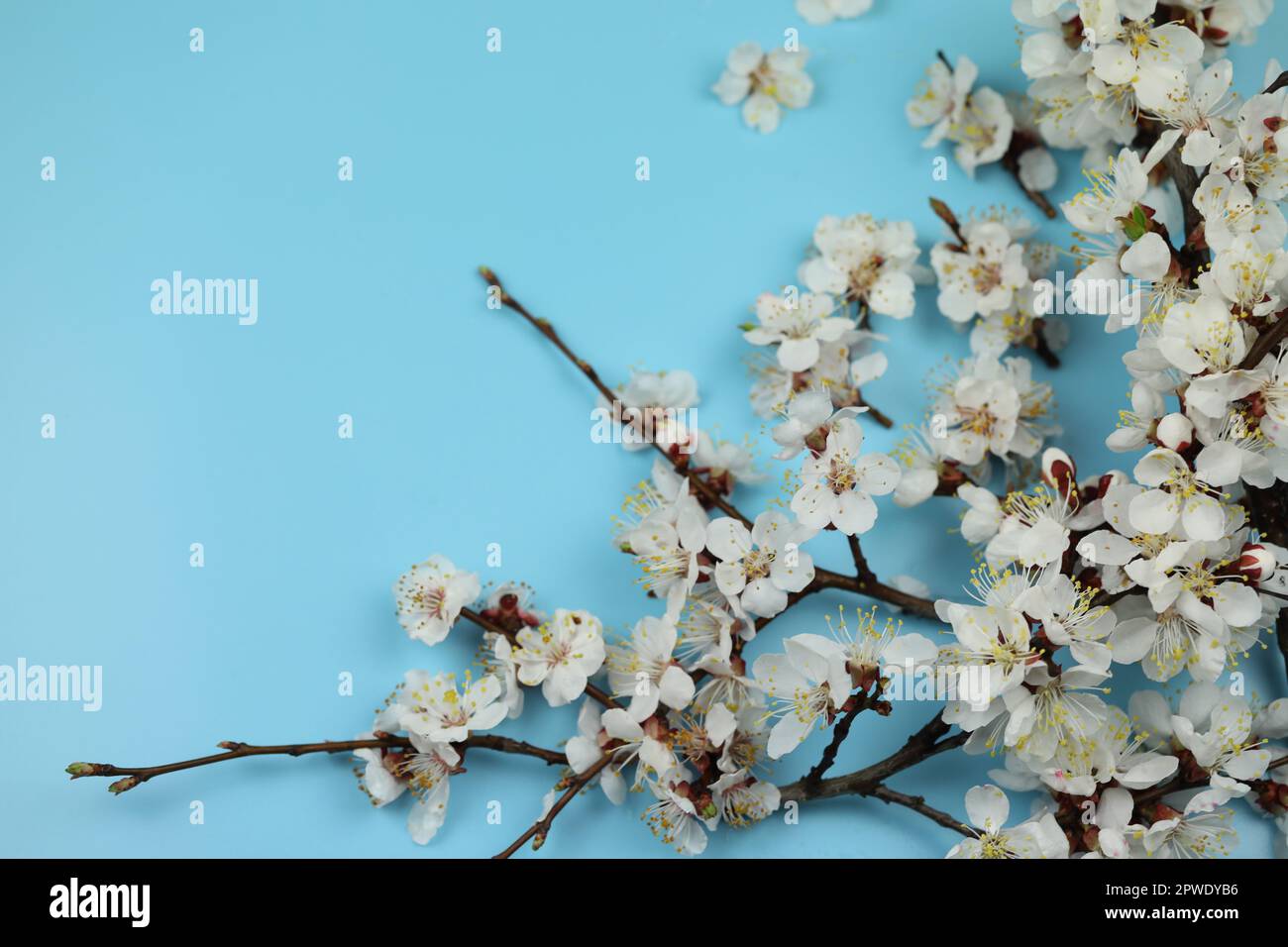 A blue background with spring white apricot blossom on it and copy ...