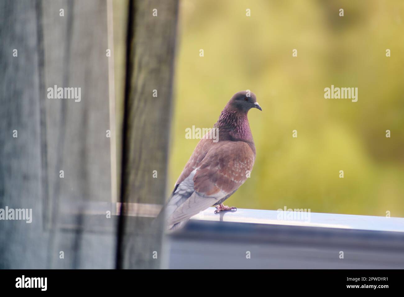 A pigeon is sitting on the window sill of a balcony against the ...