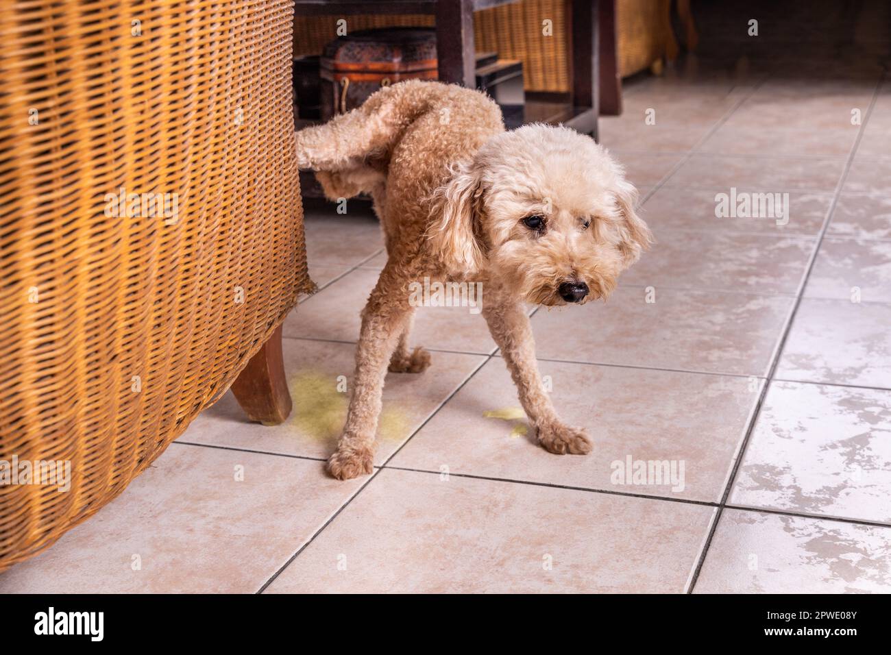 Male poodle pet dog pee urinate inside home onto furniture to mark ...