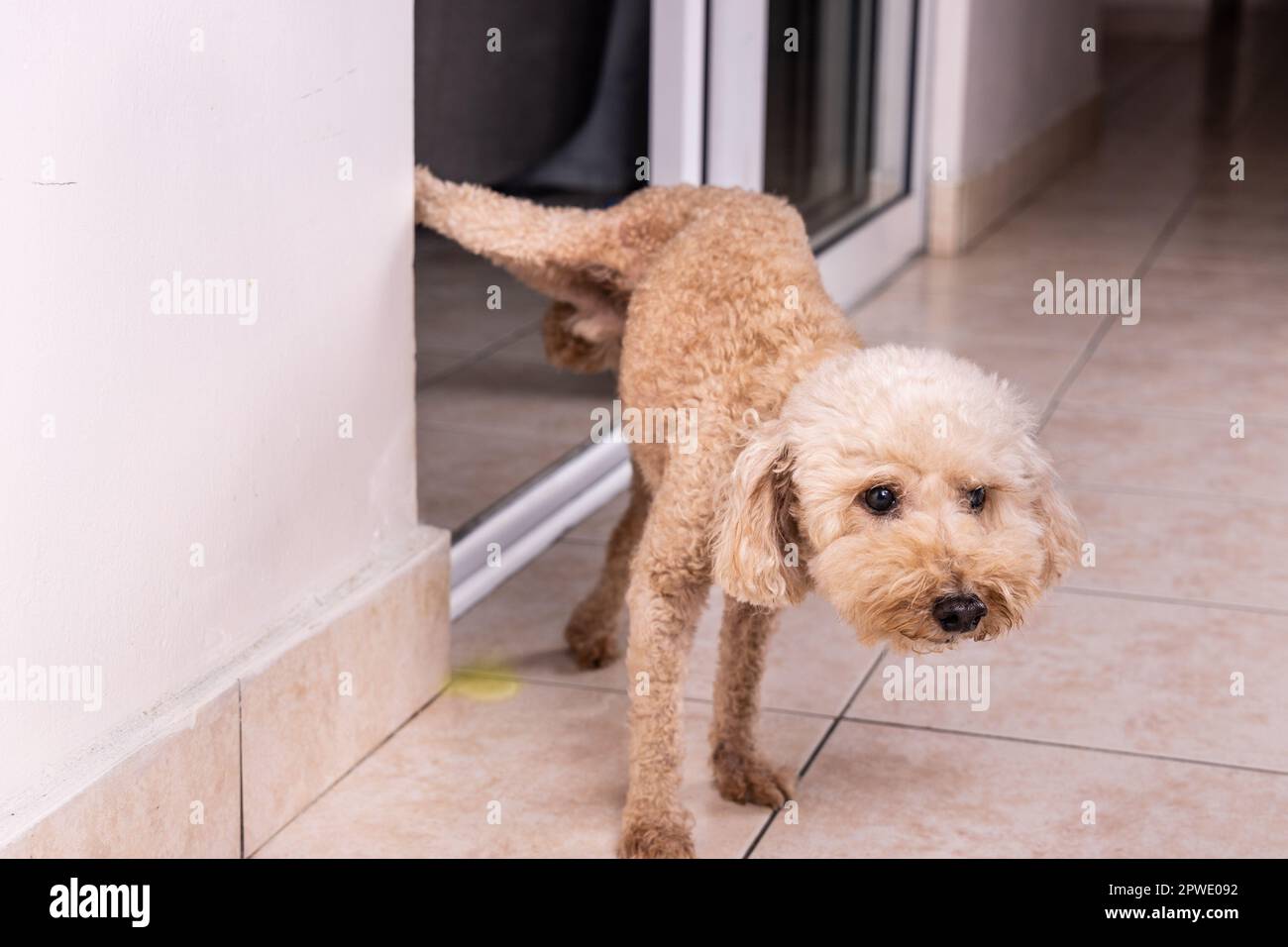 Male poodle pet dog pee urinate inside home onto wall to mark territory ...