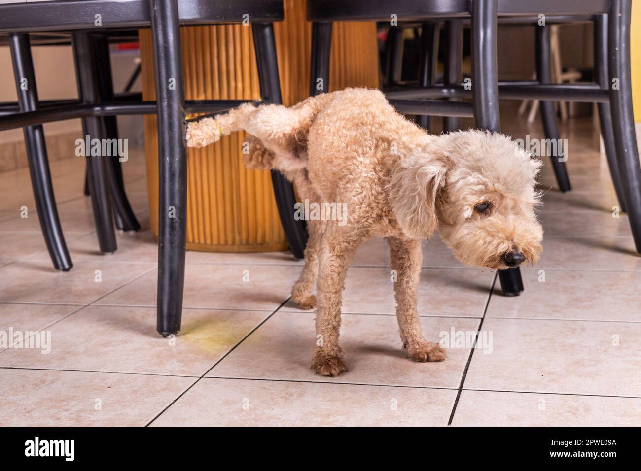 Male poodle pet dog pee urinate inside home onto furniture to mark ...
