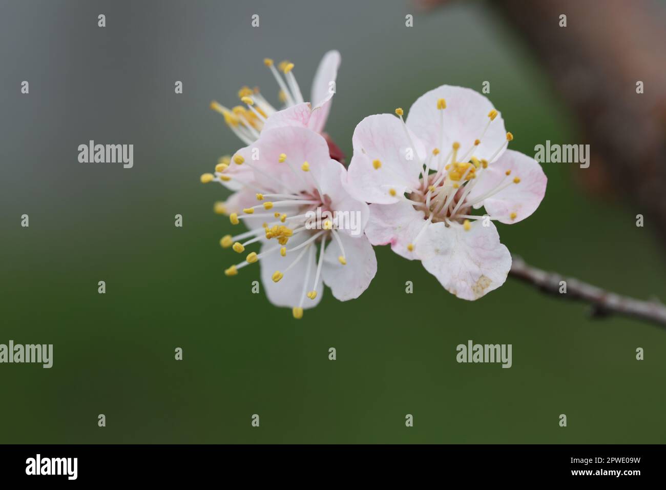 white spring cherry blossom close-up. spring garden Stock Photo - Alamy