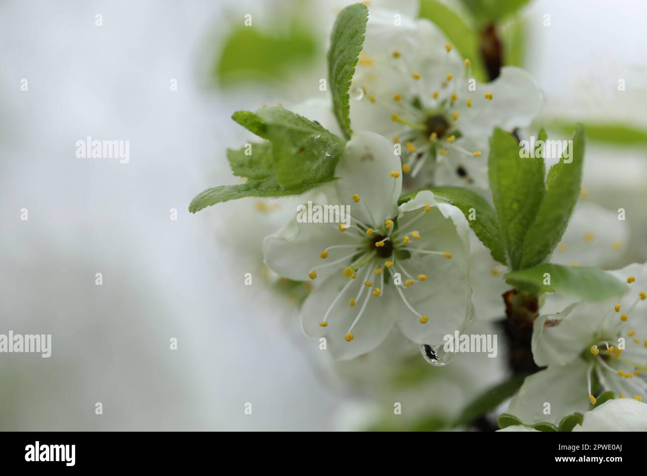 white spring cherry blossom close-up. spring garden Stock Photo - Alamy