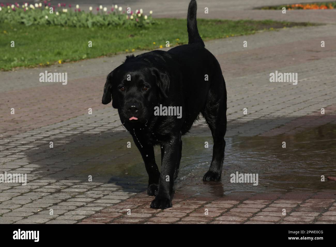 Cute black labrador retriever playing in puddle in the park Stock Photo ...