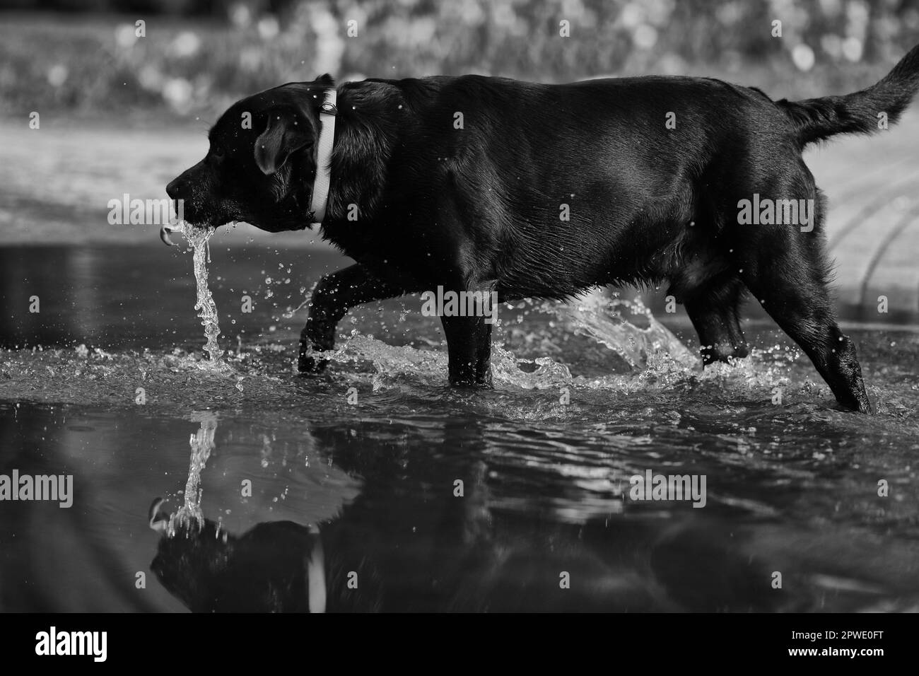 Cute black labrador retriever playing in puddle in the park Stock Photo ...