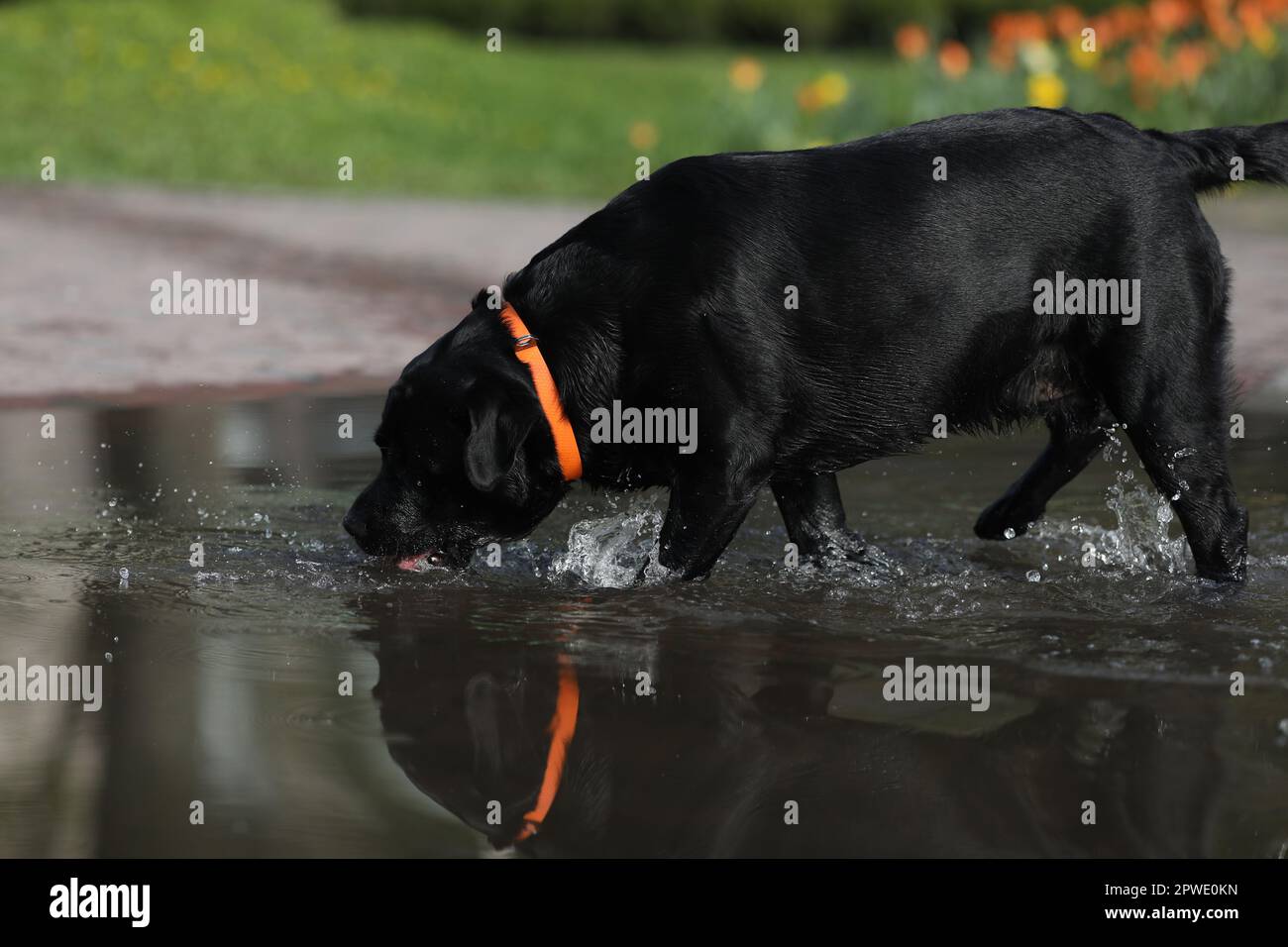 Cute black labrador retriever playing in puddle in the park Stock Photo ...