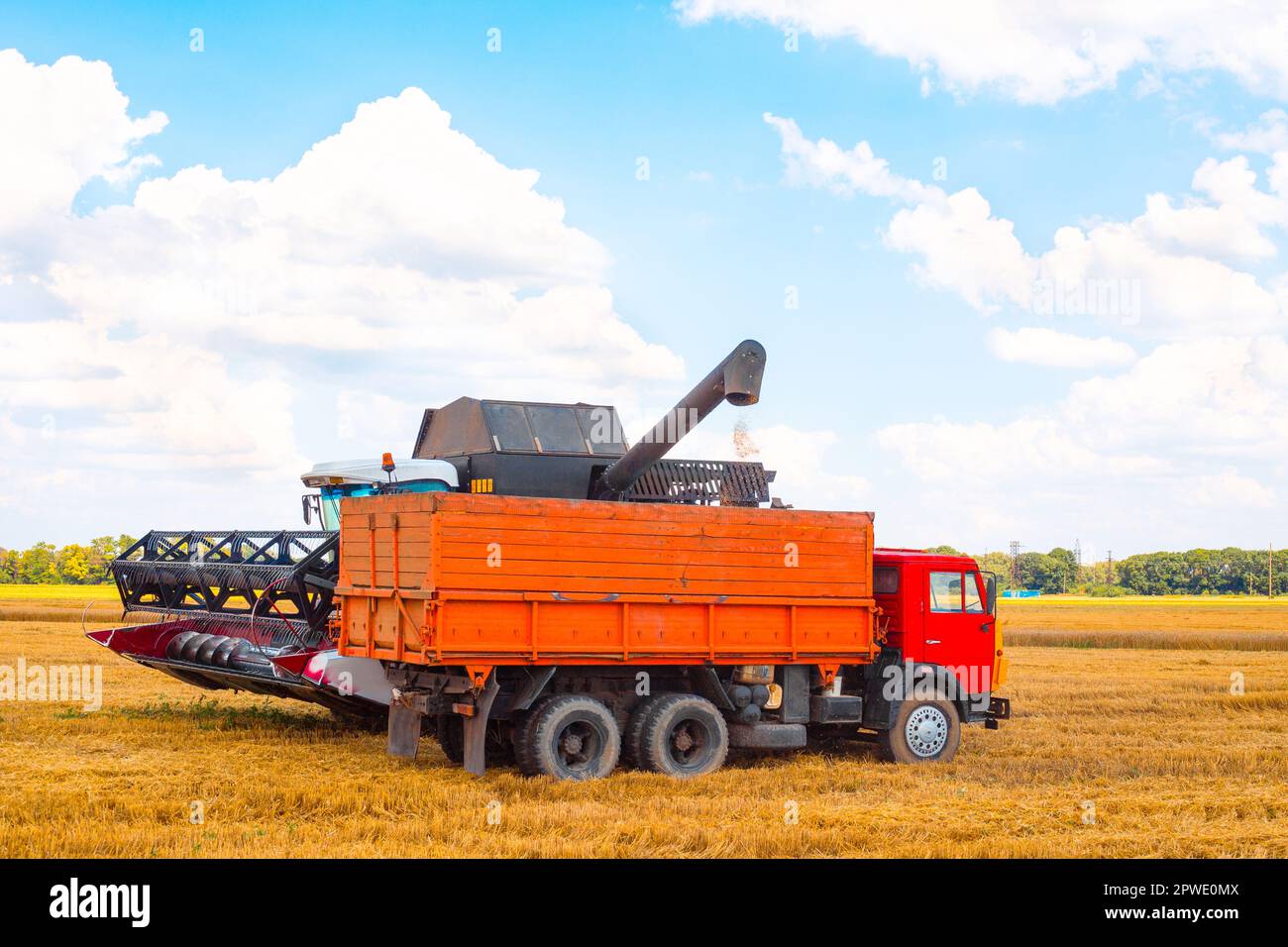 The combine harvester unloads the harvested grains of ripe wheat into ...