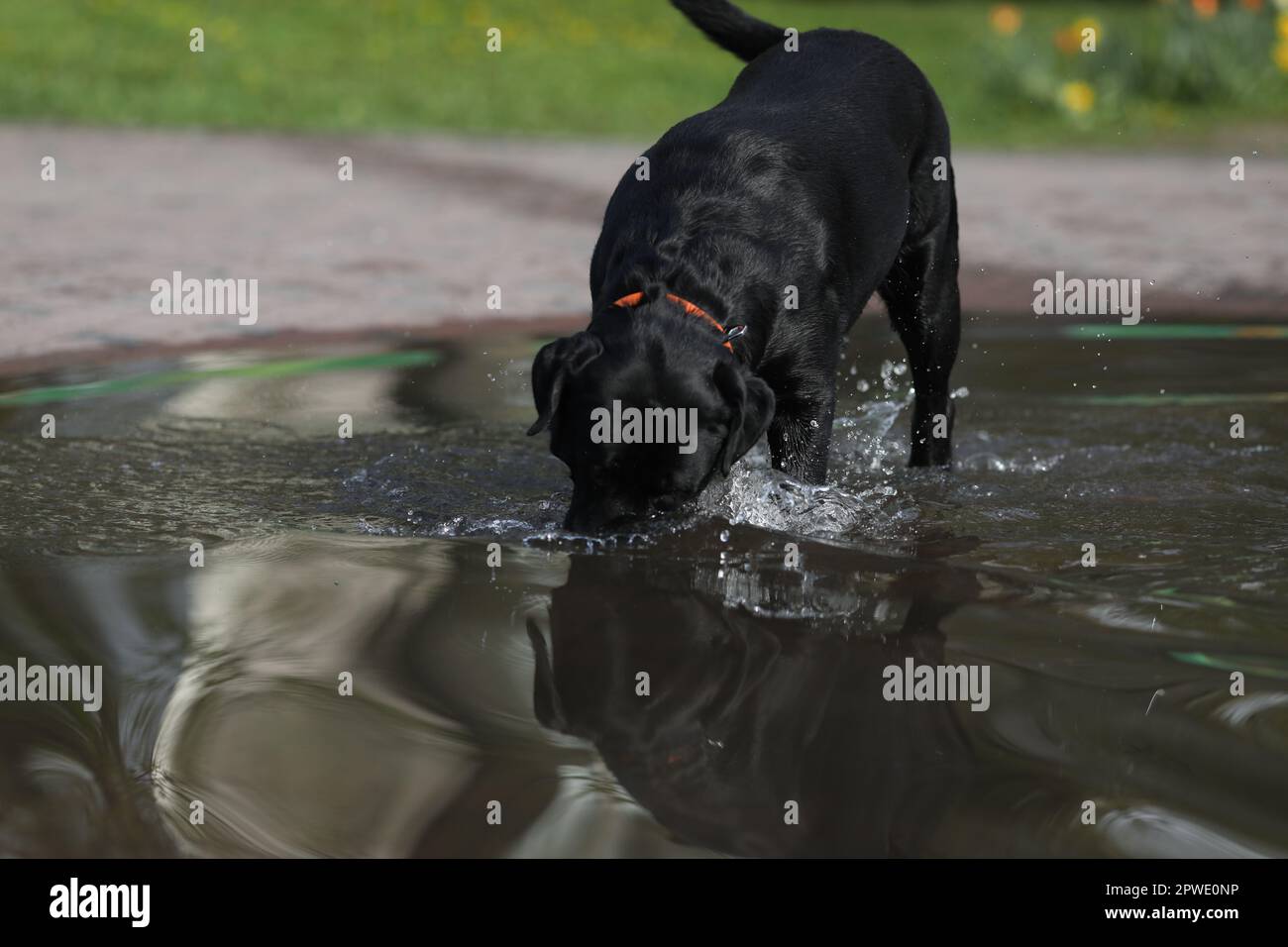 Cute black labrador retriever playing in puddle in the park Stock Photo ...