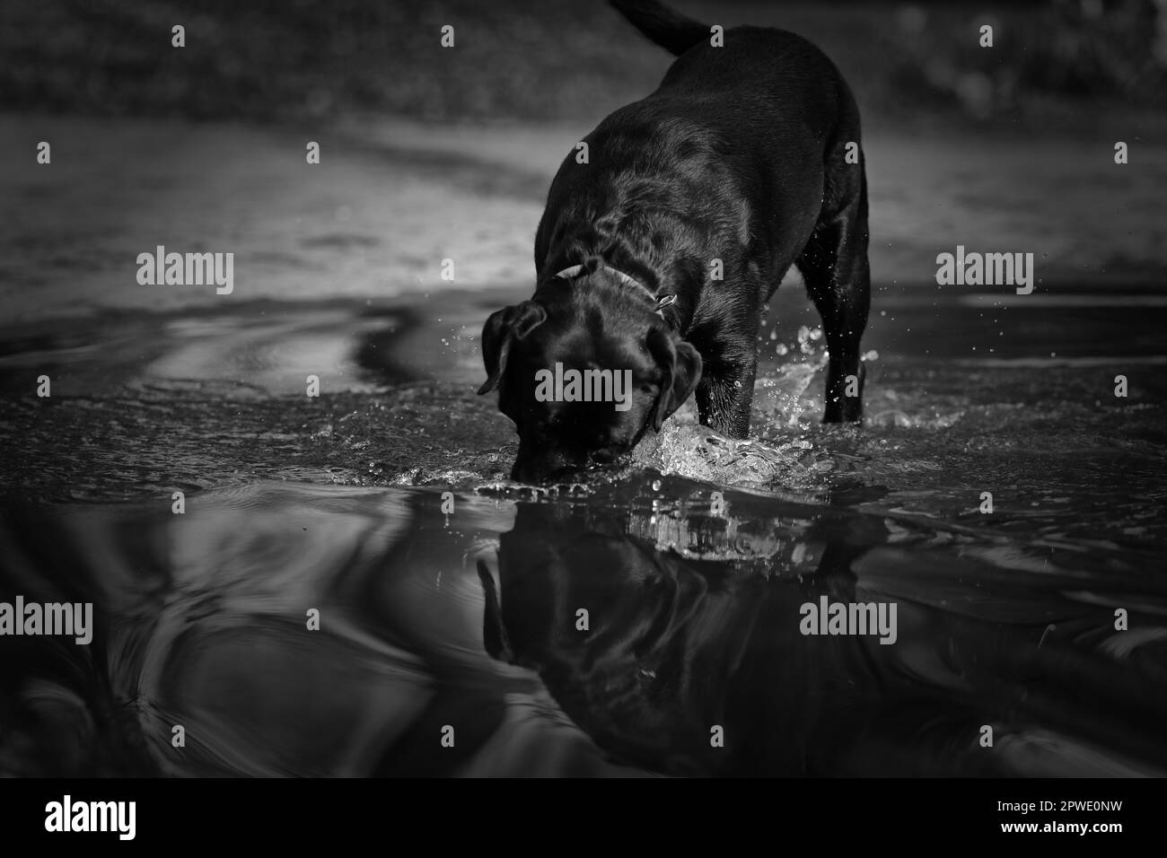 Cute black labrador retriever playing in puddle in the park Stock Photo ...