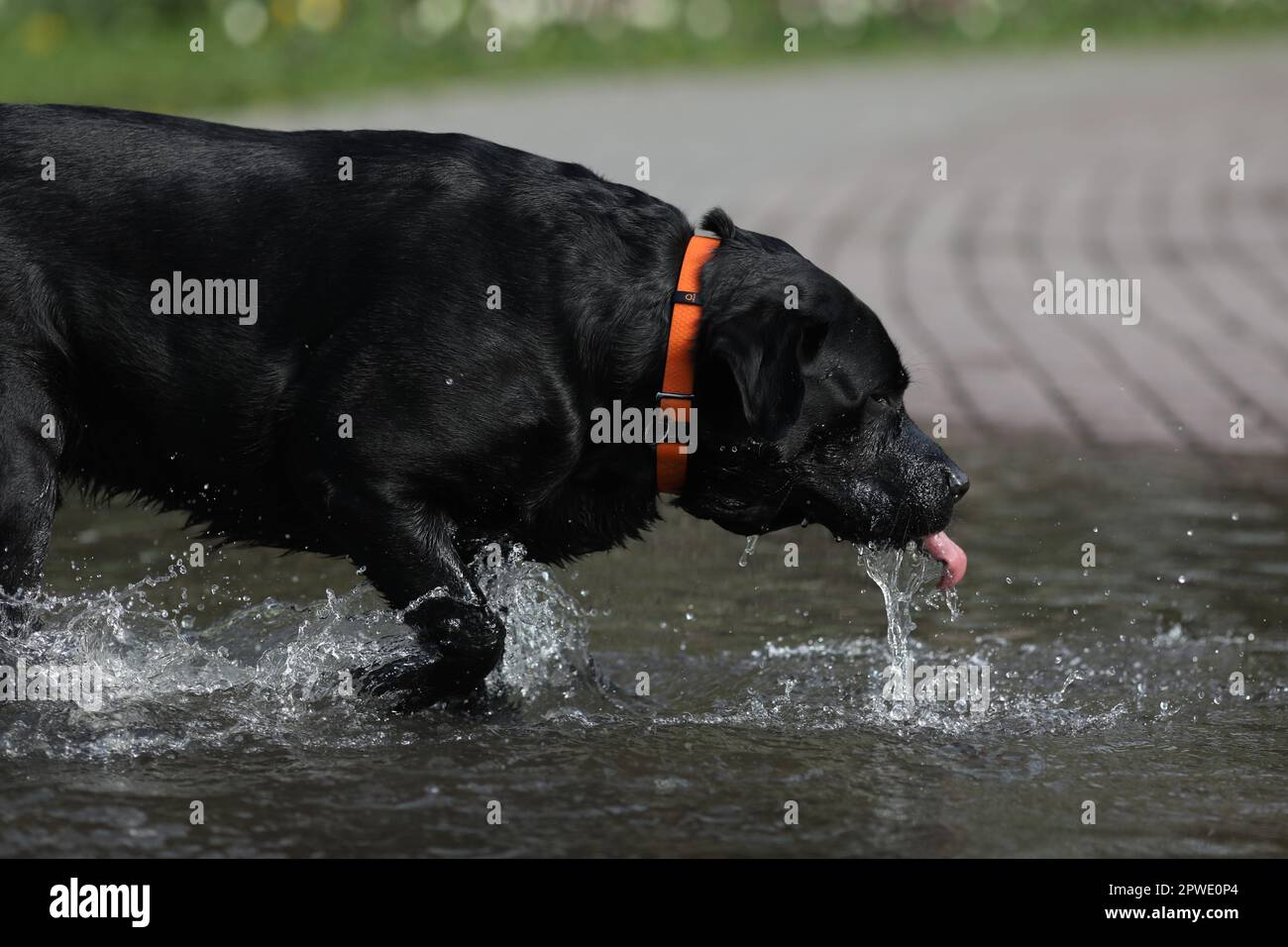 Black labrador retriever family hi-res stock photography and images - Alamy