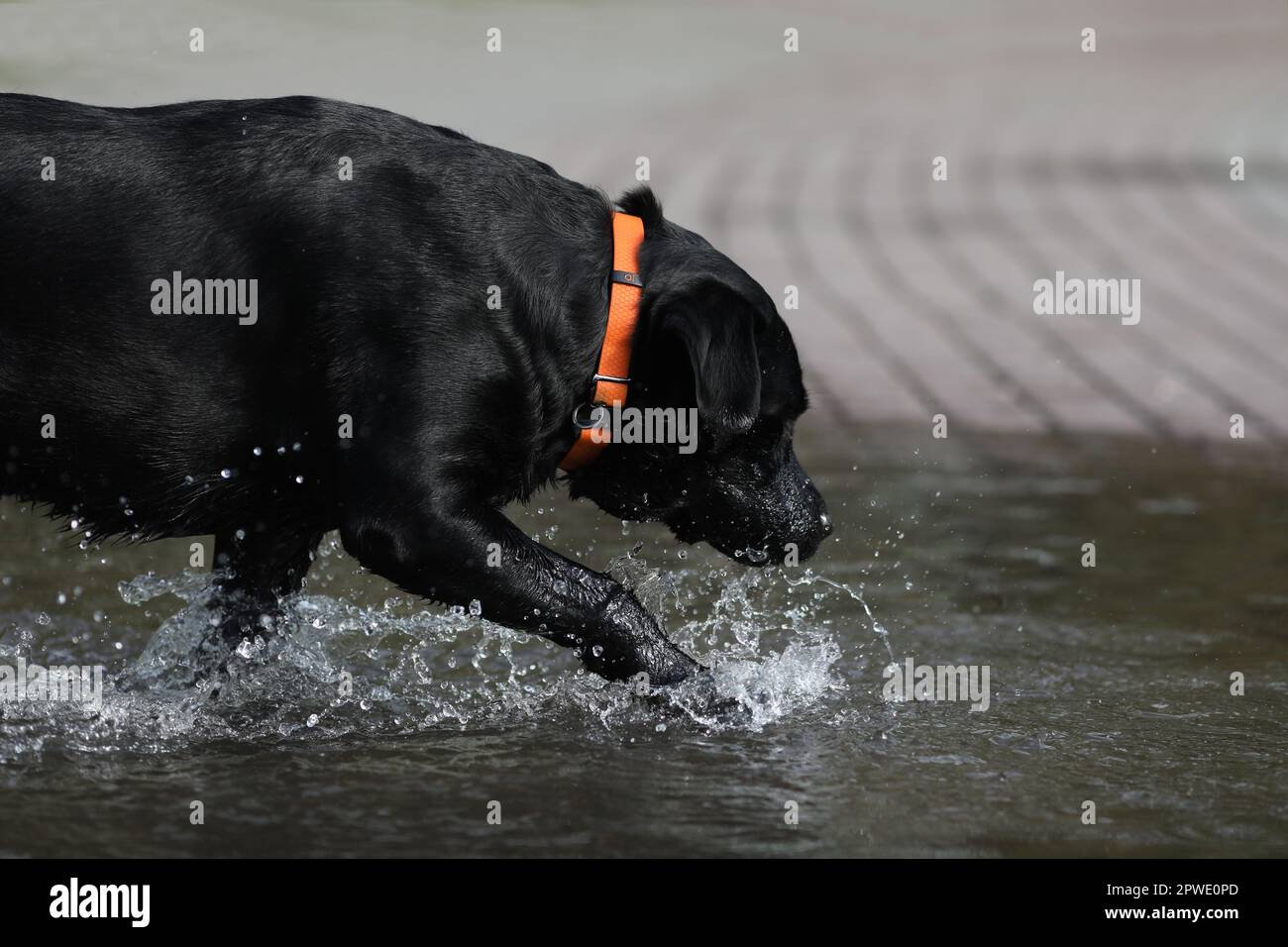 Black labrador puppy in puddle hi-res stock photography and images - Alamy