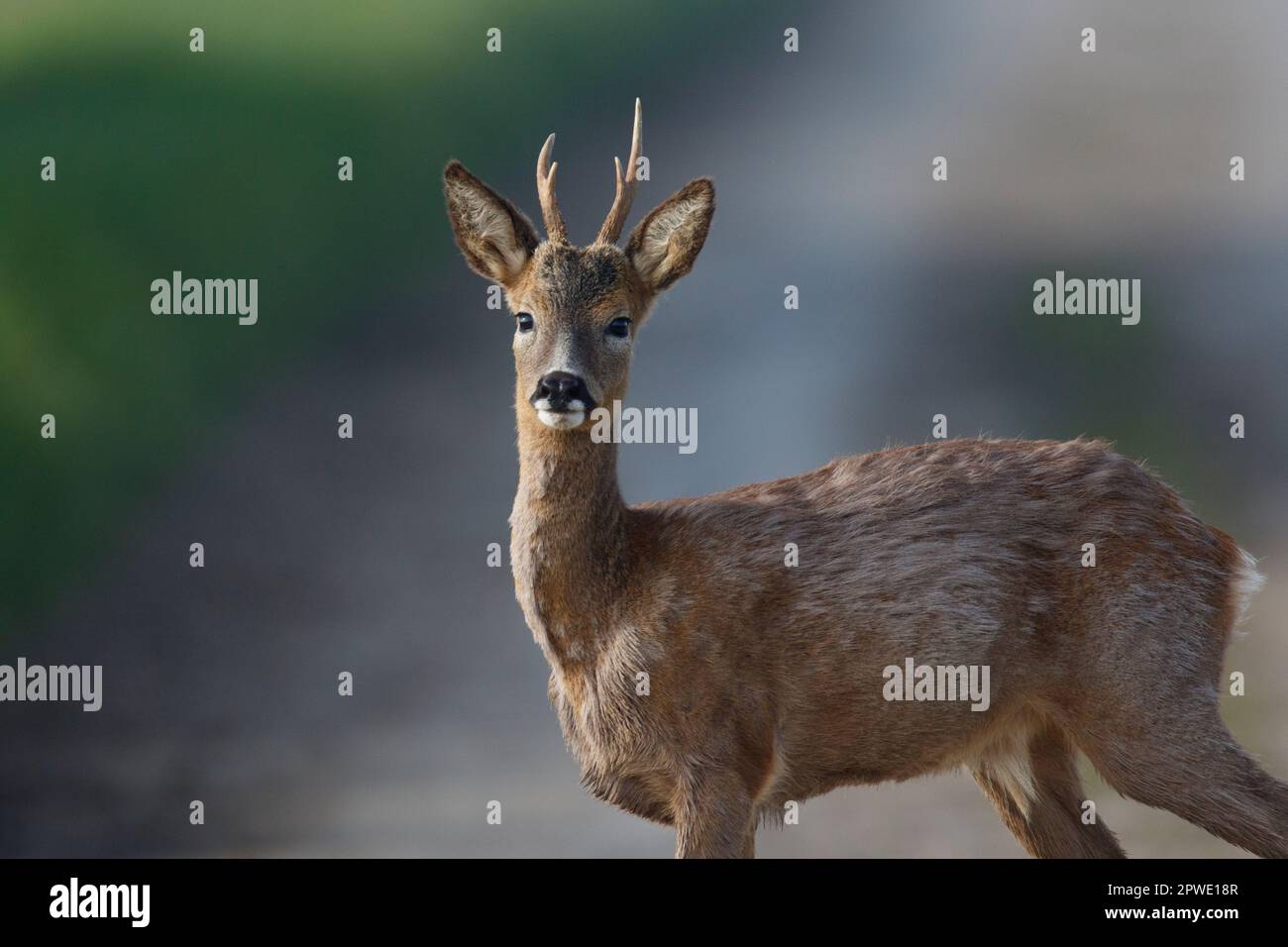 A Roebuck Roe Deer on farmland at Witchford in Cambridgeshire England ...