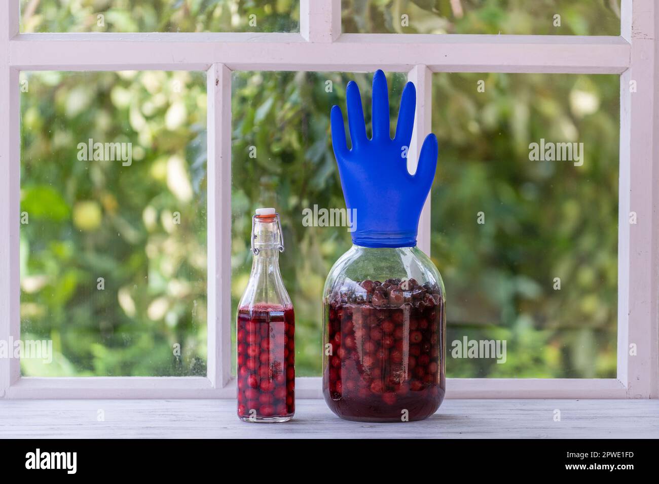 Homemade tincture of red cherry in a jar with a glove shaped shutter ...
