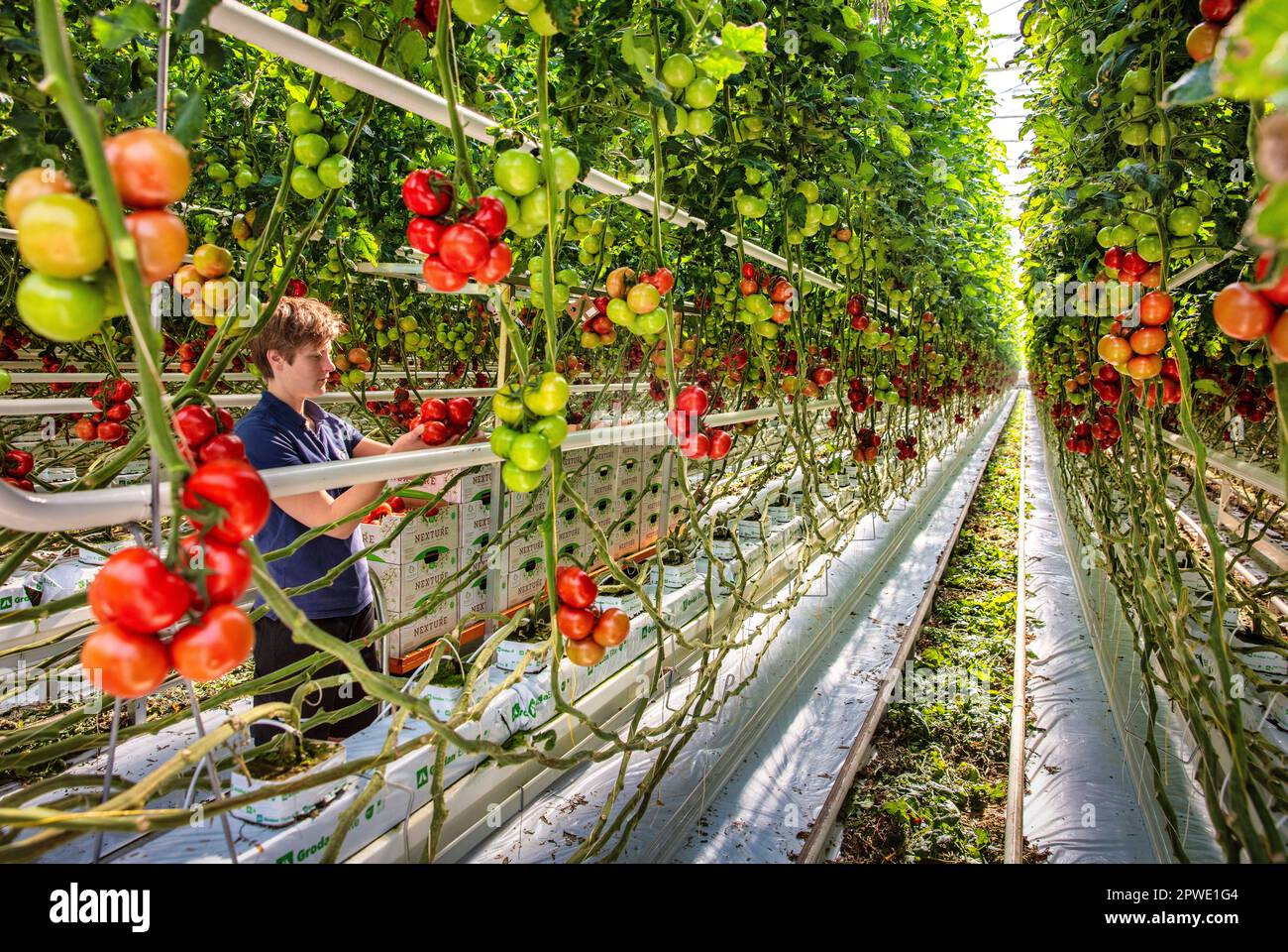 The Netherlands, Pijnacker, Westland region. Horticulture in ...