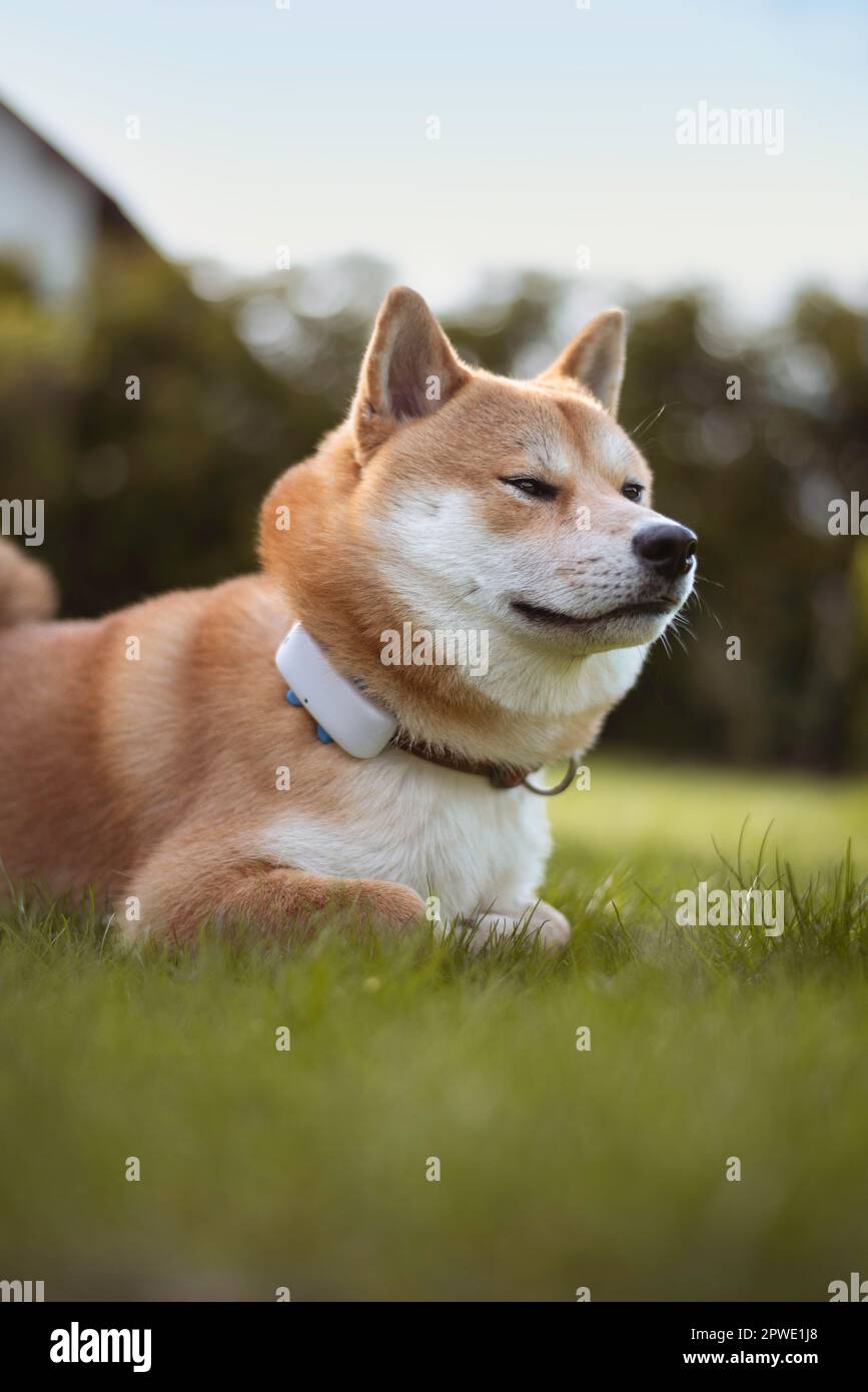 Shiba inu dog is lying on the grass on sunny summer day Stock Photo - Alamy