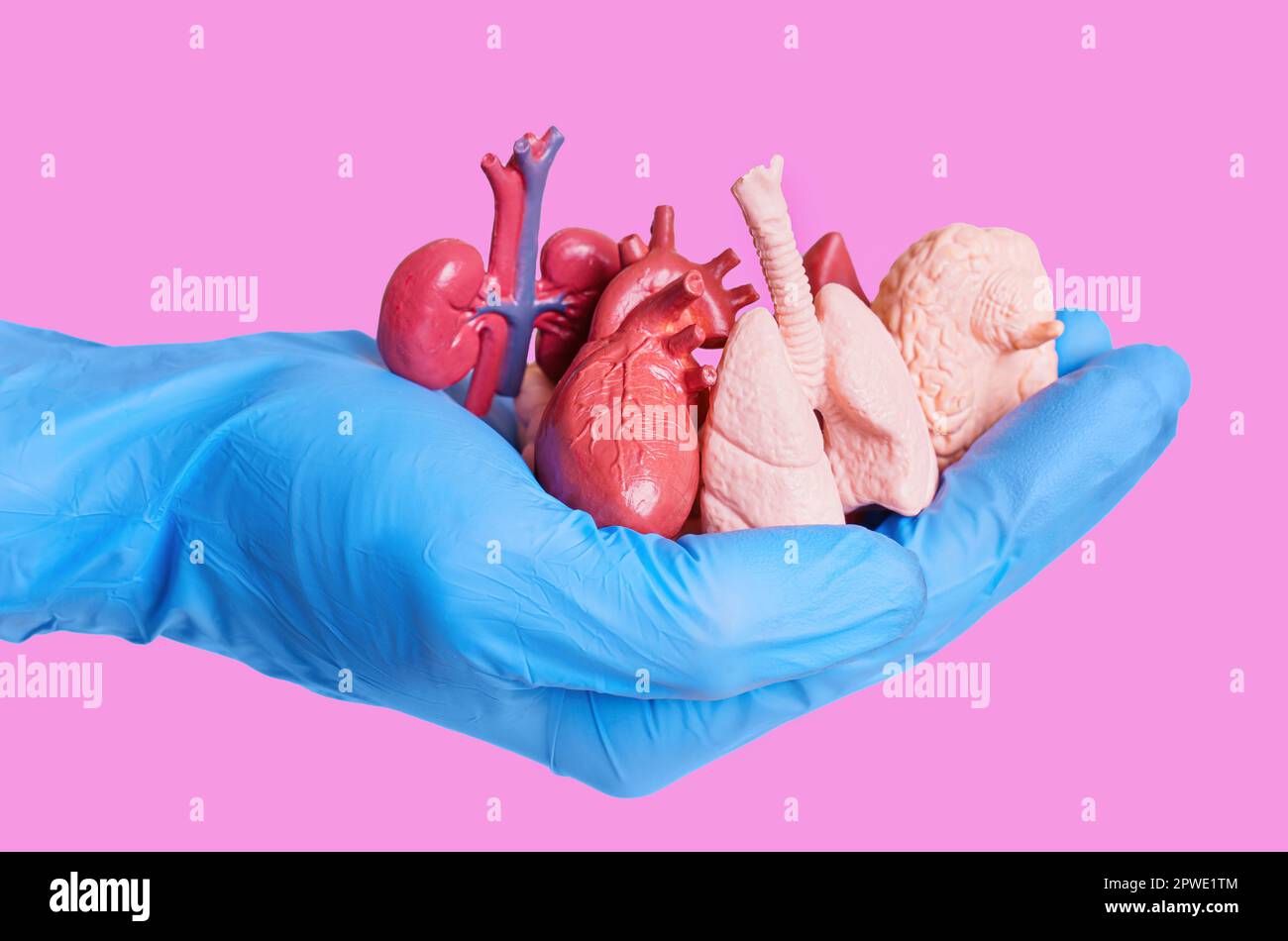 Hand in a blue surgical glove holding miniature anatomical models of ...